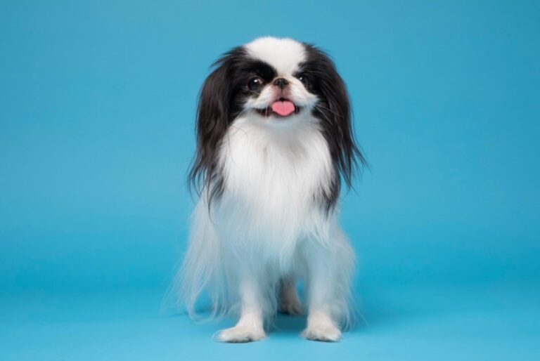 犬がしつこく顔をなめる5つの理由！愛情表現からストレスの可能性まで徹底解説！ – Homeee Pet