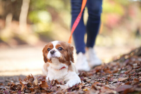 キャバリアの性格や寿命、しつけ方とは？病気や運動量、飼い方まとめ – Homeee Pet