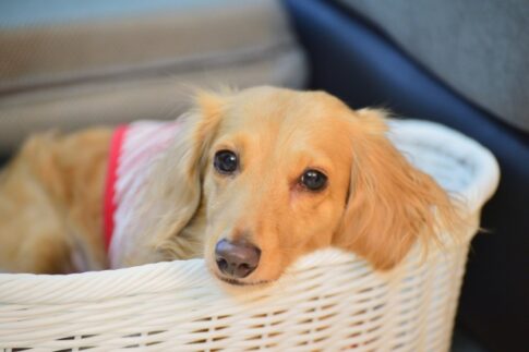 ミニチュア・ダックスフンドの性格や寿命、しつけ方とは？病気や運動量、飼い方まとめ – Homeee Pet