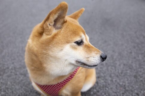 豆柴におすすめのドッグフード10選！選び方のポイントもわかりやすく解説 – Homeee Pet