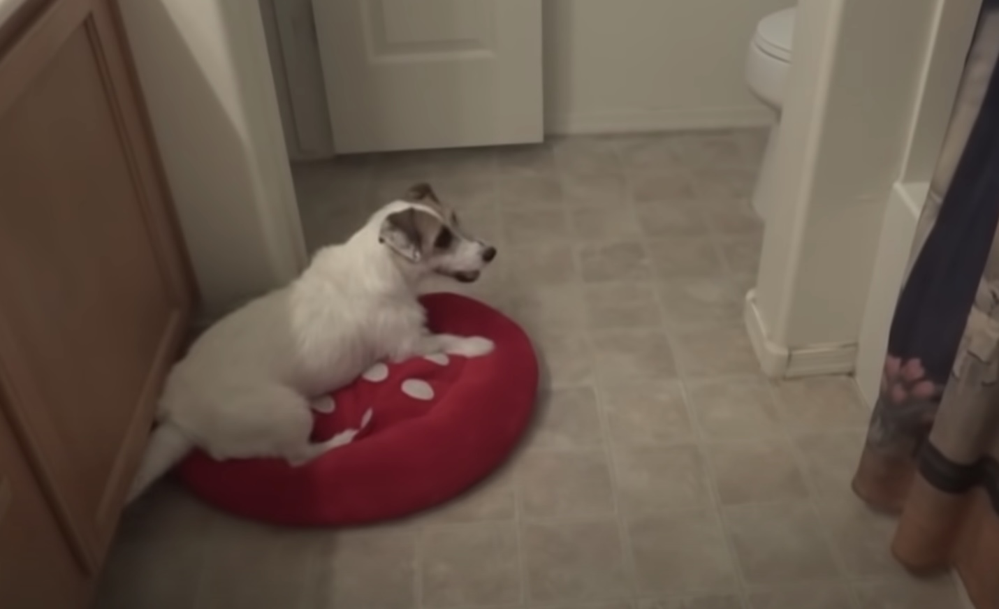 世界で最も賢い犬はどの犬種？世界一賢い10種類の犬とその特徴とは？ – Homeee Pet