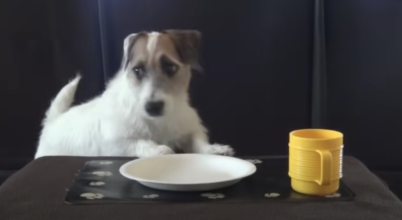 世界で最も賢い犬はどの犬種？世界一賢い10種類の犬とその特徴とは？ – Homeee Pet