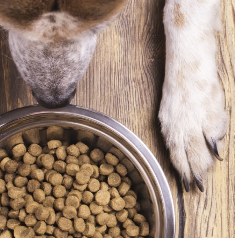 金虎ドッグフード「おさかな」の口コミや評判を徹底調査！ – Homeee Pet