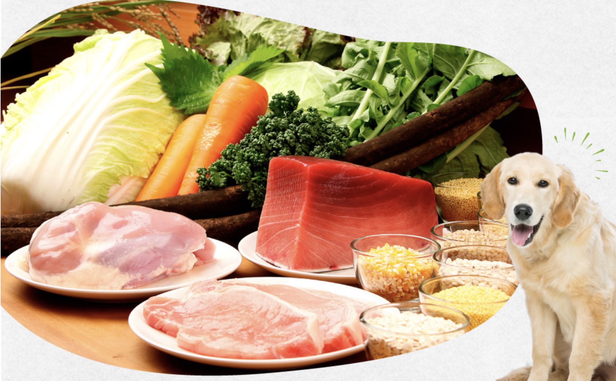 いぬひかりの評判は最悪？良い口コミ・悪い口コミだけでなく成分や特徴なども紹介 – Homeee Pet