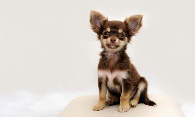 東京でおすすめの大型犬カフェ5選！楽しむポイントも紹介 – Homeee Pet