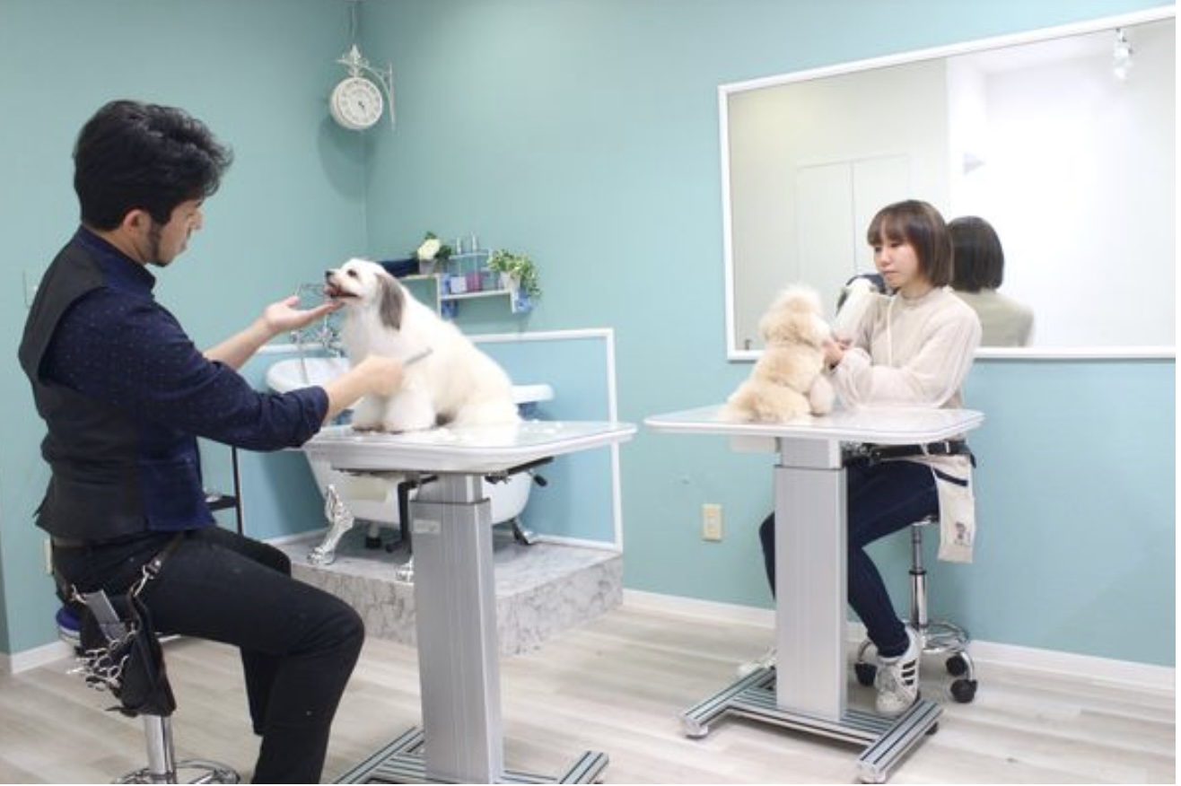 目黒でおすすめのトリミングサロン7選｜利用者の口コミも紹介 – Homeee Pet