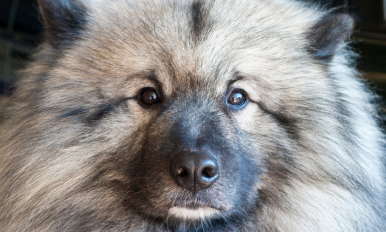 激レアで珍しい犬種10選！ペットショップでは出会えない、世界の希少犬とは？ – Homeee Pet