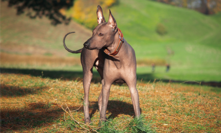 激レアで珍しい犬種10選！ペットショップでは出会えない、世界の希少犬とは？ – Homeee Pet