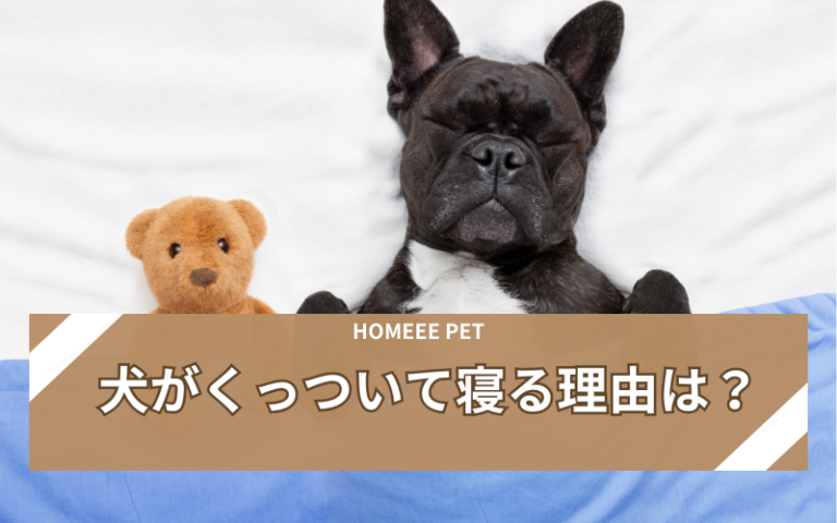 犬が飼い主にくっついて寝る理由は？犬の気持ちと注意点も解説！ – Homeee Pet