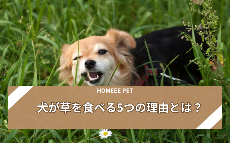 犬が草を食べる5つの理由とは？対処法もくわしく解説します！ – Homeee Pet