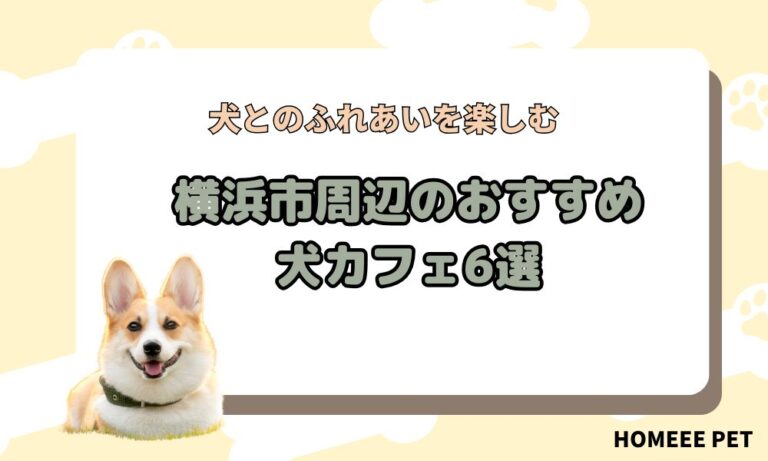 横浜市周辺でおすすめの犬カフェ6選！犬カフェの楽しみ方と注意点を解説 – Homeee Pet